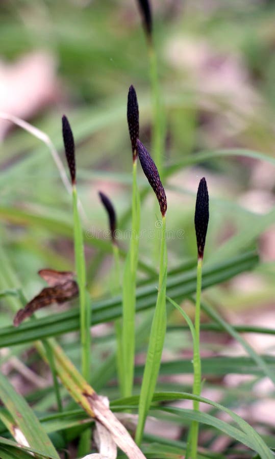 Hairy Sedge (Carex Pilosa) Grows in the Forest Stock Image - Image of ...