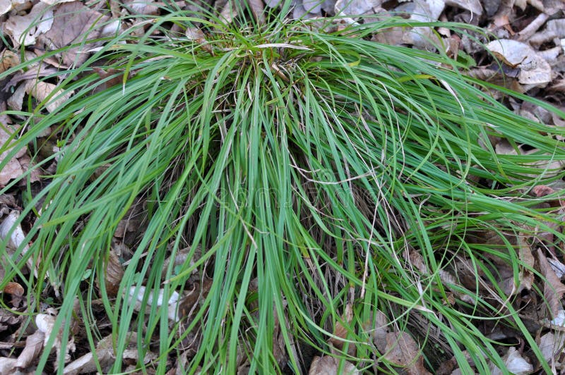 Hairy Sedge Carex Pilosa Grows in the Forest Stock Image - Image of ...