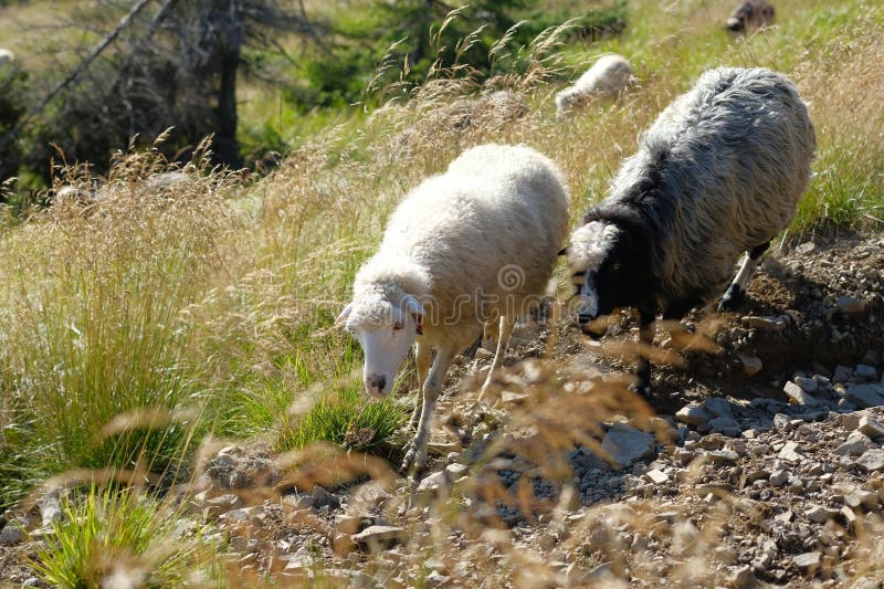 Hairy Sheep Graze on a Mountain Pasture Stock Photo - Image of wool ...