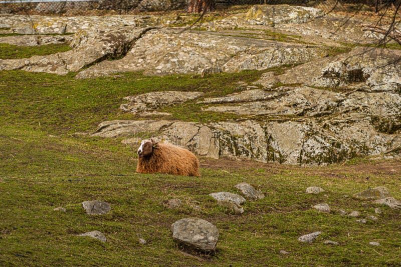 Hairy Sheep Resting on the Ground.. Stock Photo - Image of nature ...