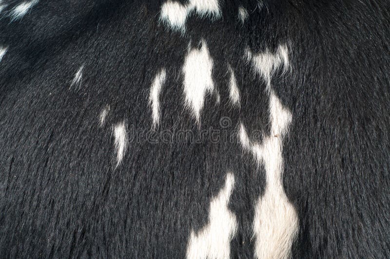 Black and White Hairy Skin Texture and Pattern Stock Image - Image of ...