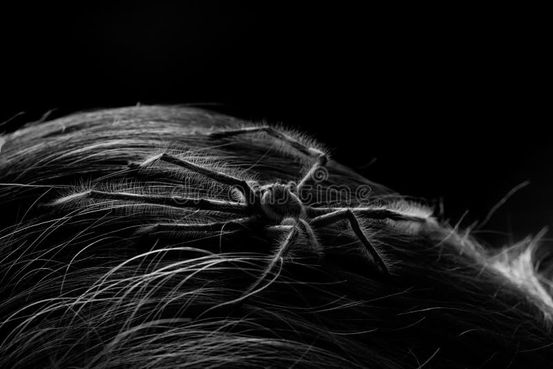 Hairy spider stock photo. Image of arachnid, head, person - 2356504