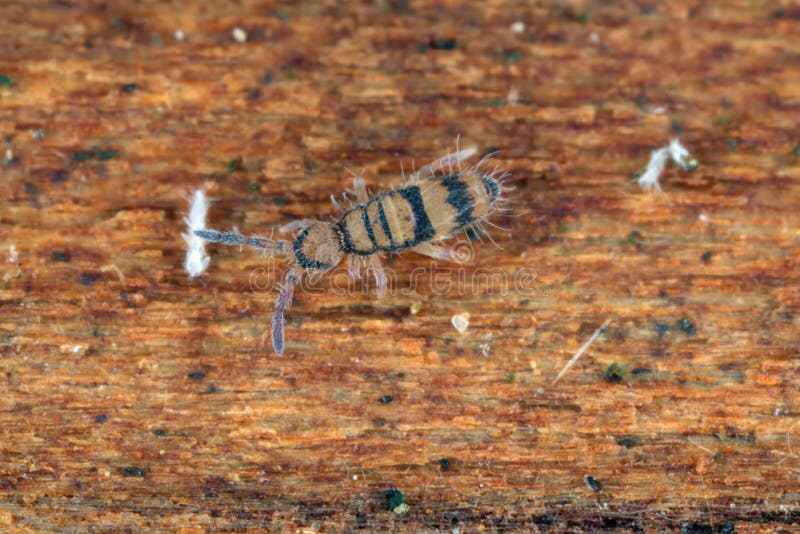 Hairy Springtail Feeding on the Mycelium. Stock Image - Image of ...