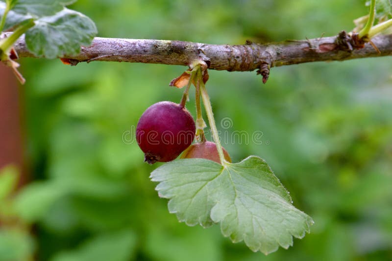 Hairy Stem Gooseberry Purple 03 Stock Photo - Image of hairy, hirtellum ...