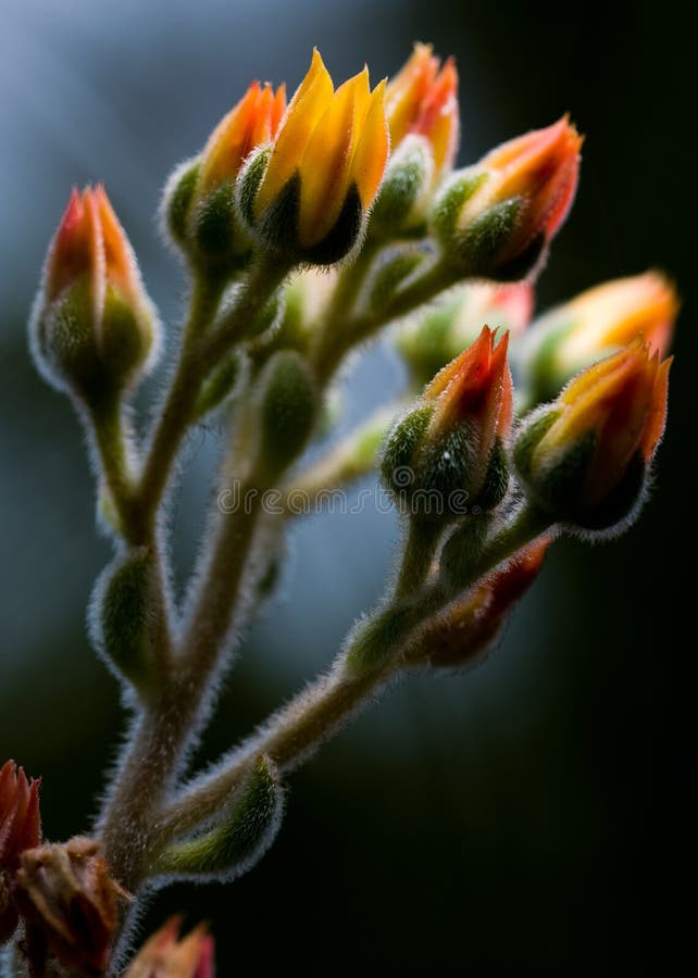 Hairy succulent buds stock image. Image of spring, bloom - 26488477