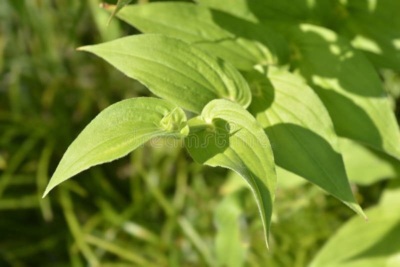 Hairy toad lily stock photo. Image of green, botany - 195975468