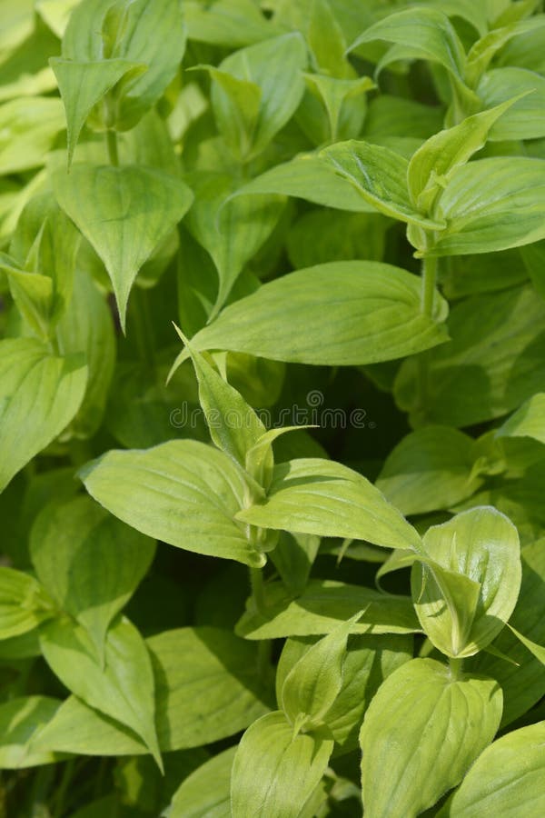 Hairy toad lily stock photo. Image of hirta, plant, garden - 338963946
