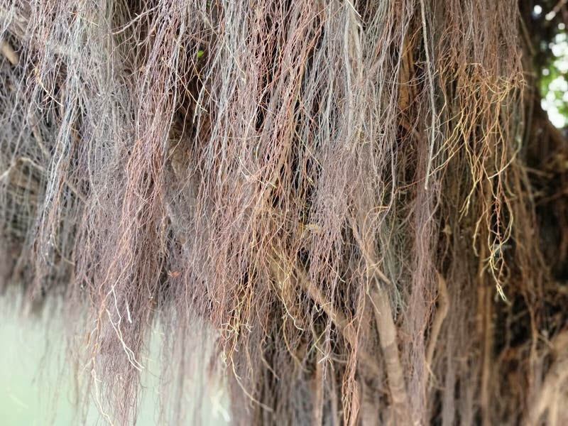 Hairy Orga Pics Stock Photos - Free & Royalty-Free Stock Photos from ...