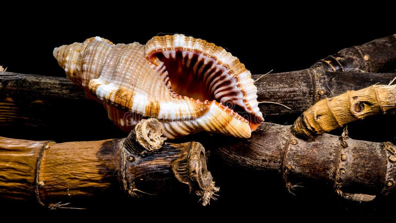 Hairy Triton Shell on Rustic Branches, Coastal Still Life Stock Photo ...