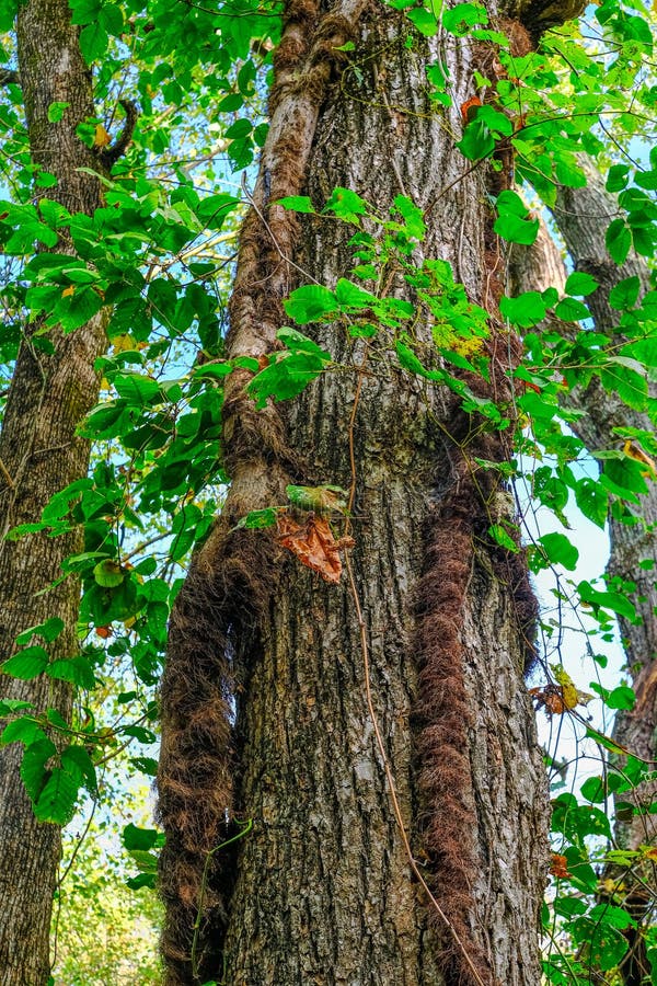 Clinging Vines on a Tree Trunk Stock Photo - Image of nature, natural ...