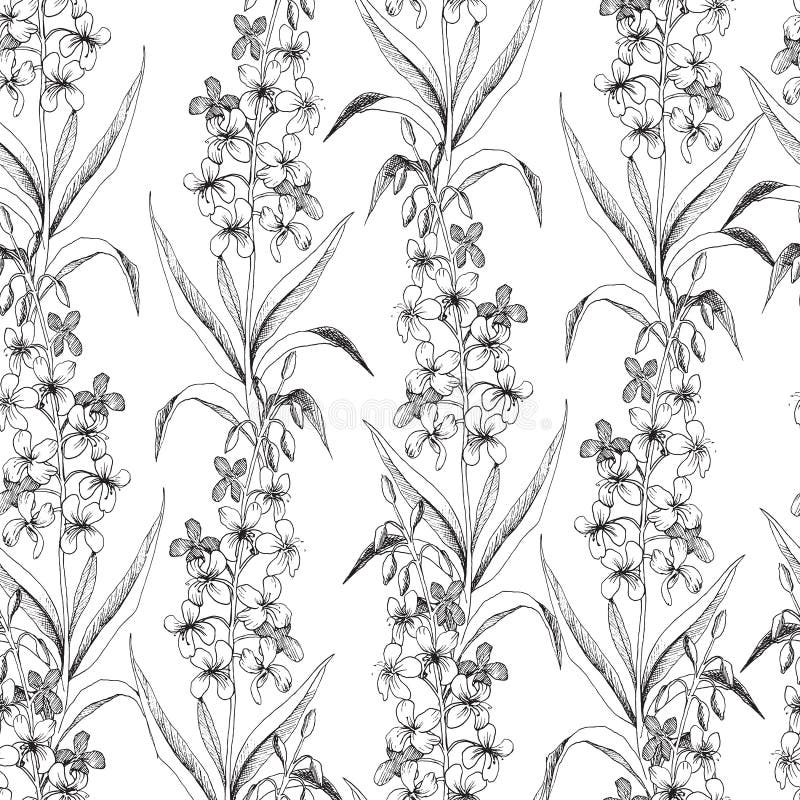 Fireweed Outline Stock Illustrations – 17 Fireweed Outline Stock ...