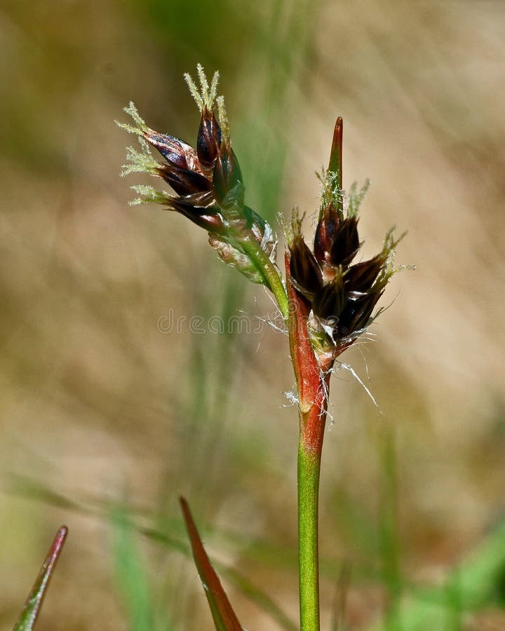 Hairy Wood-rush Luzula Pilosa Stock Image - Image of juncaceae, green ...