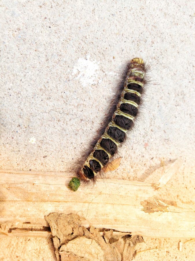 Hairy stock image. Image of floor, hairy, worm, cement - 119133259