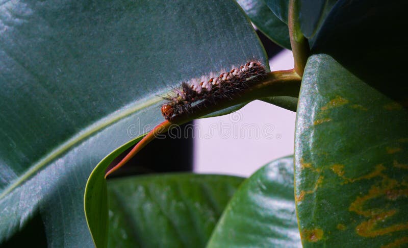 Hairy Worm on Flower Petals Stock Image - Image of flower, invertebrate ...