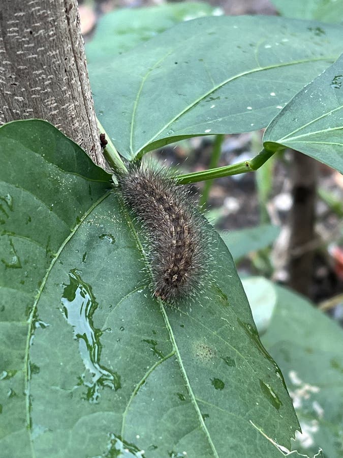 A Hairy Worm on a Plant Leaf Stock Photo - Image of soybean, closeup ...