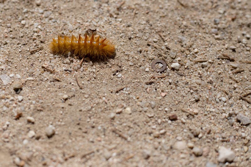 Hairy Worm Walking in the Sand Stock Photo - Image of creature, furry ...