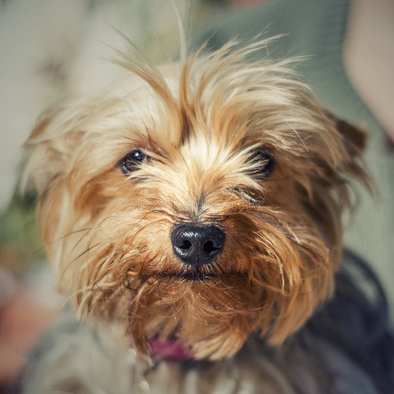 A Hairy, Messy Apricot Sandy Cockapoo Dog on the Deck of a Boat Stock ...