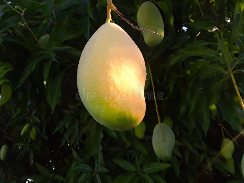 Haiti Mango Stock Photos - Free & Royalty-Free Stock Photos from Dreamstime