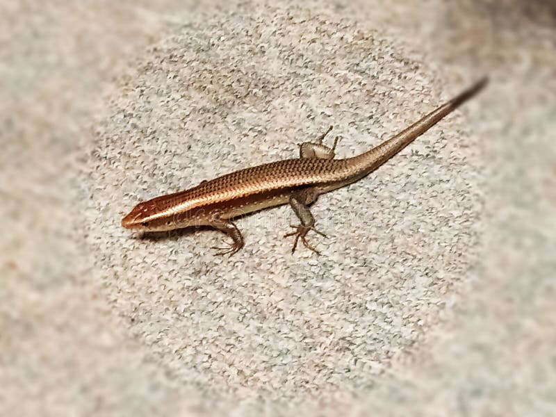 Mengkarungb Stock Photos - Free & Royalty-Free Stock Photos from Dreamstime