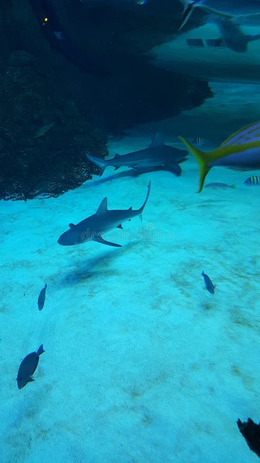 Haj Under Vatten Foton - Download 1,745 Royalty Free Photos