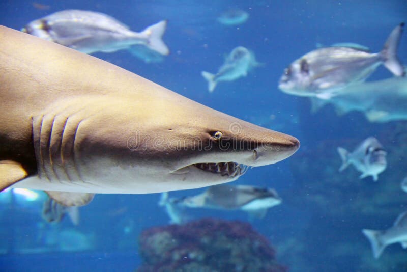 Sandhaj i närbild arkivfoto. Bild av tiger, angus, havsvatten - 10343830