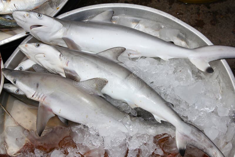 Haj fotografering för bildbyråer. Bild av nytt, fisk - 50555189