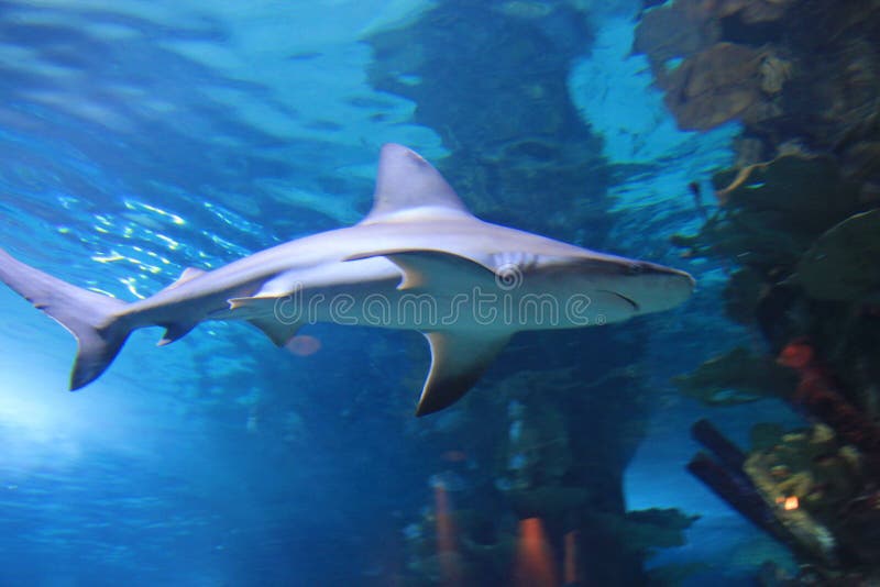 Haj fotografering för bildbyråer. Bild av färgrikt, akvarium - 60767811