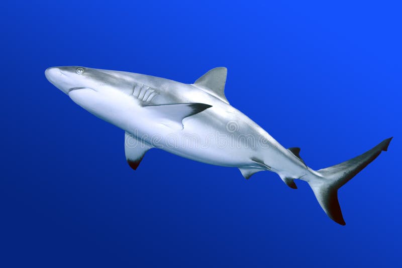 Haj arkivfoto. Bild av livstid, profil, fara, farligt - 7405334
