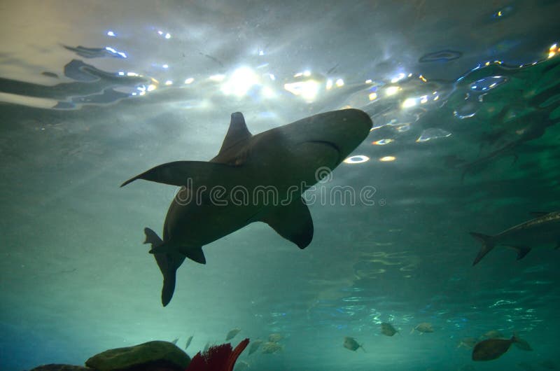 Hajar i akvarium fotografering för bildbyråer. Bild av funktion - 60749991