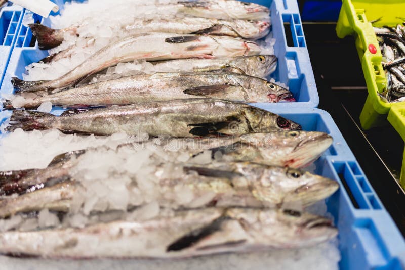 Hake Fish in a Box with Ice in a Fishmonger Stock Photo - Image of ...