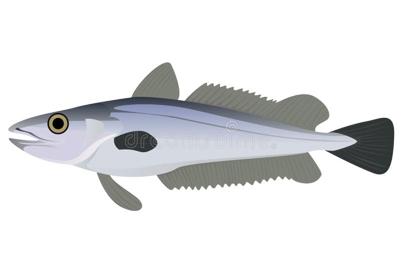 Hake Stock Illustrations – 535 Hake Stock Illustrations, Vectors ...