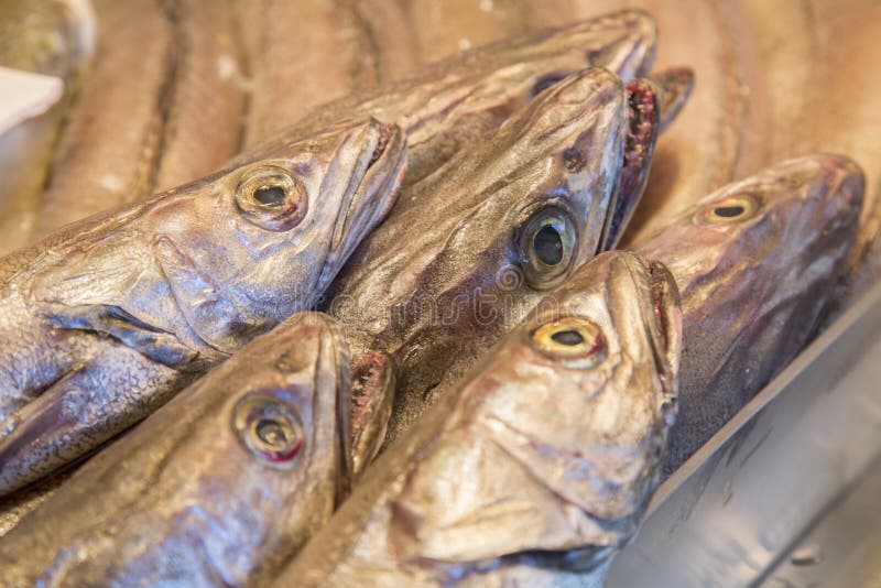 252 Hake Fish Head Stock Photos - Free & Royalty-Free Stock Photos from ...