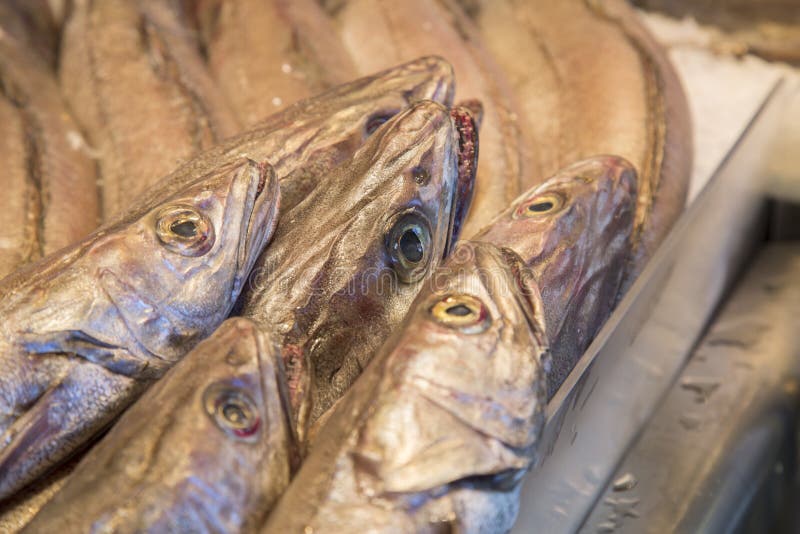 251 Hake Fish Head Stock Photos - Free & Royalty-Free Stock Photos from ...