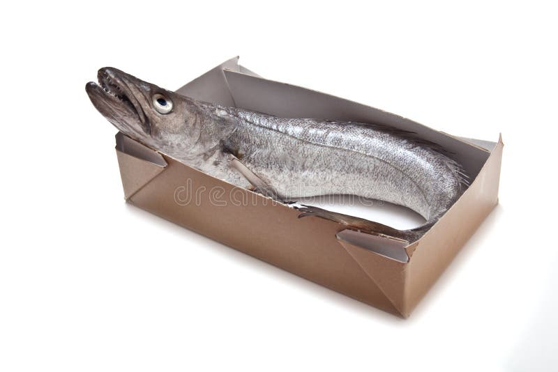 Rainbow trout stock photo. Image of spots, delicious, catch - 4434752