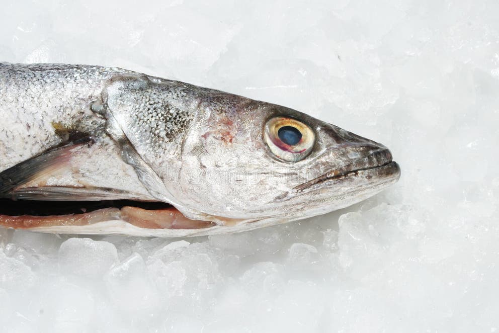 Hake head stock image. Image of hake, mouth, fish, seafood - 6776561
