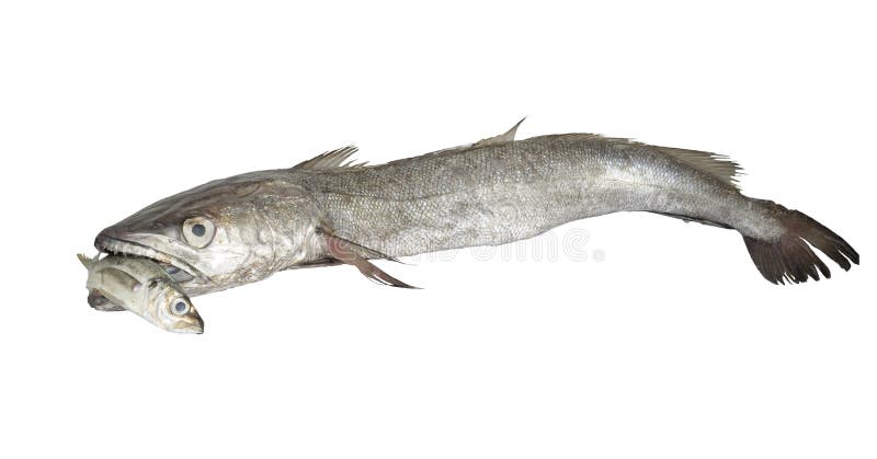 Hake Hunting Small Fish Stock Photos - Free & Royalty-Free Stock Photos ...
