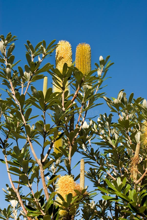 Flower of hakea laurina stock image. Image of kodjet - 40876471