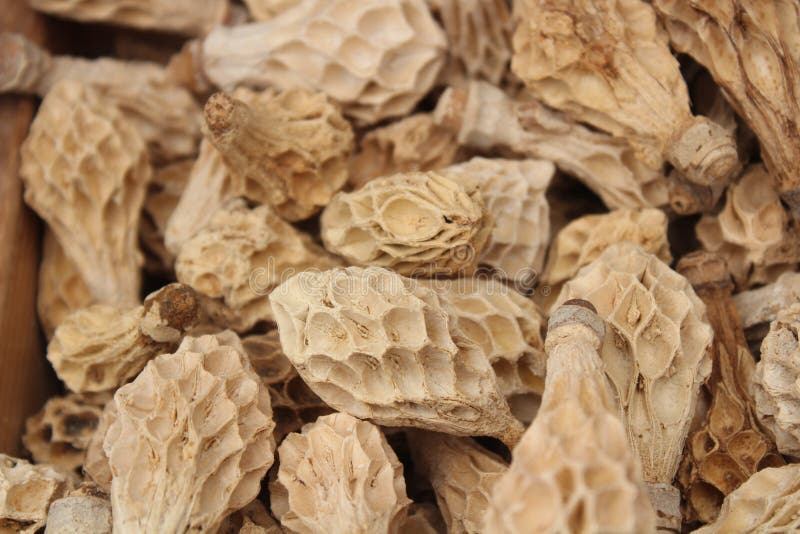 Hakea fruit stock photo. Image of proteaceae, hakea - 261776400