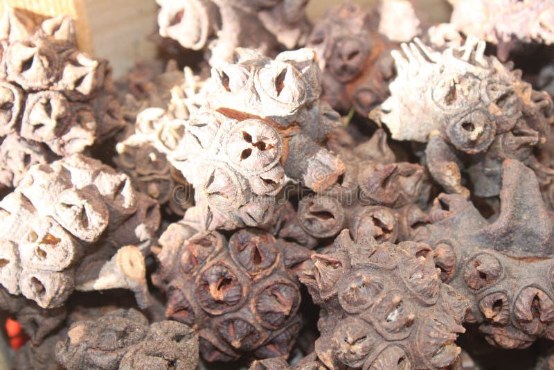 Hakea fruit stock photo. Image of hakea, fruit, tree - 261779740