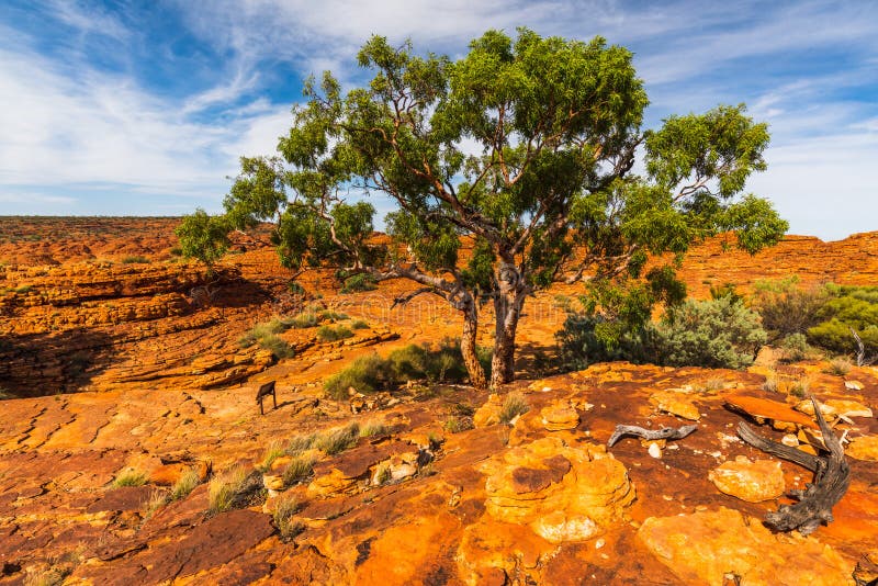 The Pilbara Region of Western Australia Stock Image - Image of growth ...