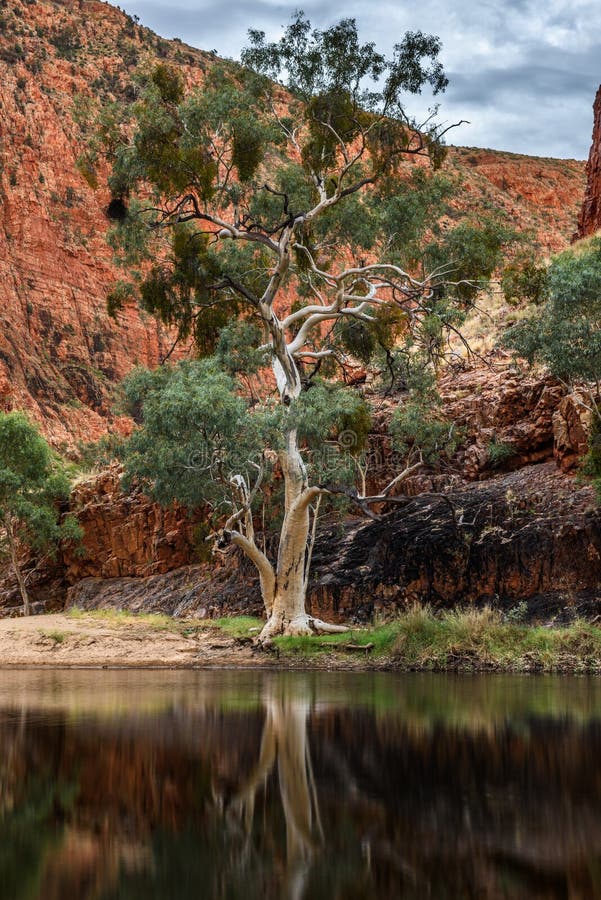 The Pilbara Region of Western Australia Stock Image - Image of growth ...