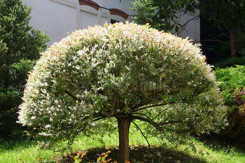 Hakuro Nishiki (Salix Integra) Dappled Willow Tree in a Garden Stock ...