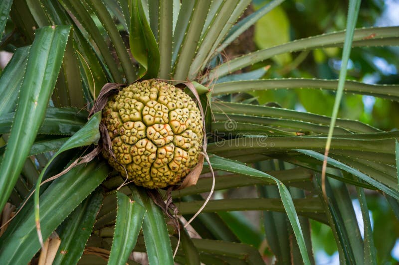 Hala Fruit, Pandanus Tectorius. Exotic Tropical Fruit Stock Photo ...