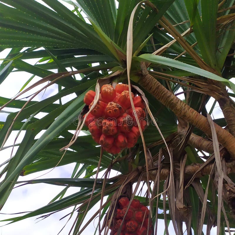 Hala Fruit (Pandanus Tectorius) Stock Image - Image of healthcare ...