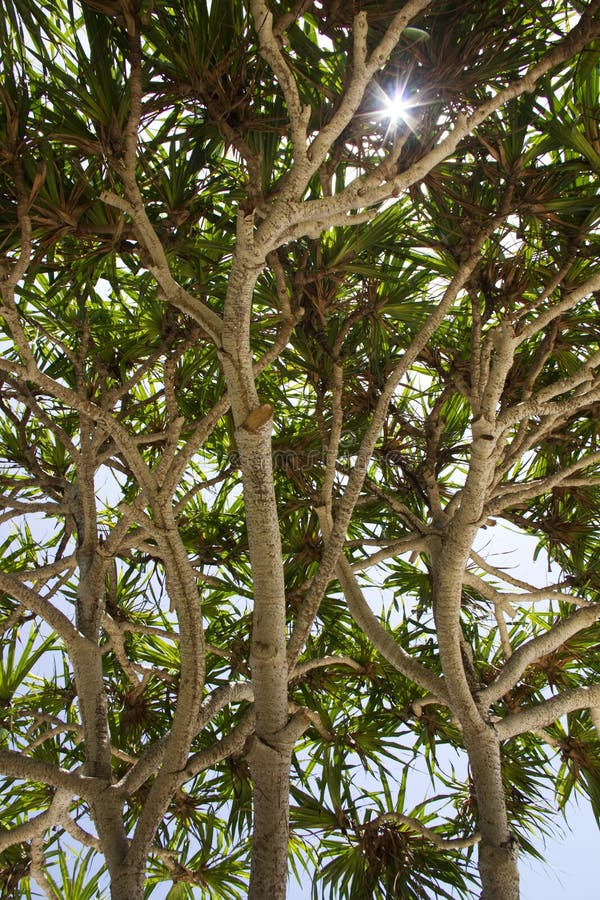Hala tree stock image. Image of hawaii, oahu, tantalus - 43287835
