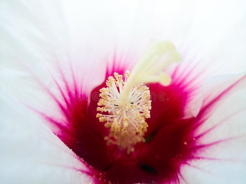 Halberd-leaf Rosemallow Flower Close-up Stock Image - Image of white ...