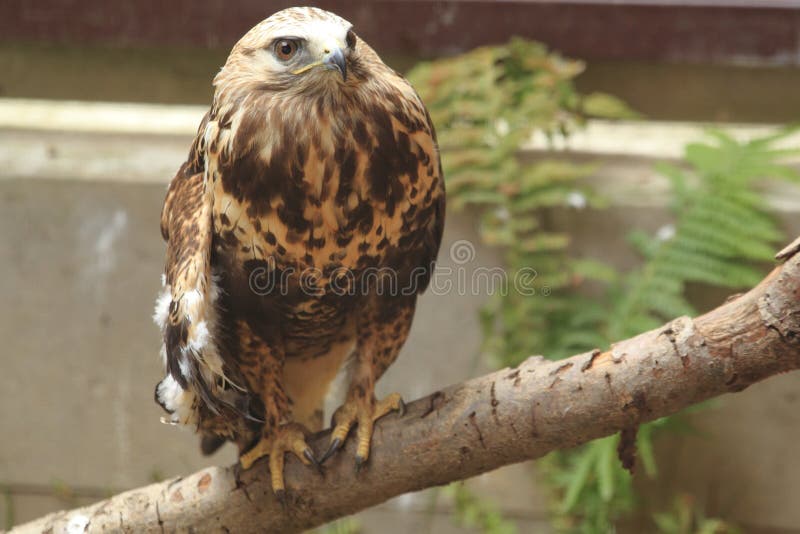 Polluelo Áspero-legged Del Halcón En Jerarquía En El Acantilado En El ...