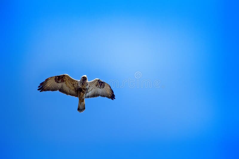 Polluelo Áspero-legged Del Halcón En Jerarquía En El Acantilado En El ...