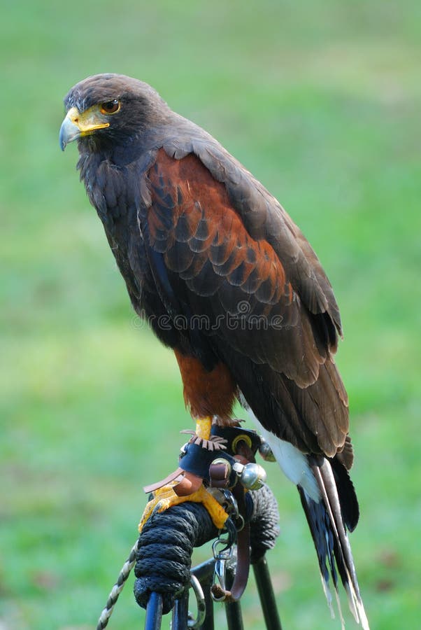 Halcón gris foto de archivo. Imagen de halcón, gris, juego - 45997928