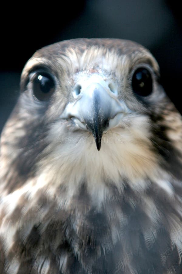 Halcón imagen de archivo. Imagen de fuerza, avasallador - 1147497